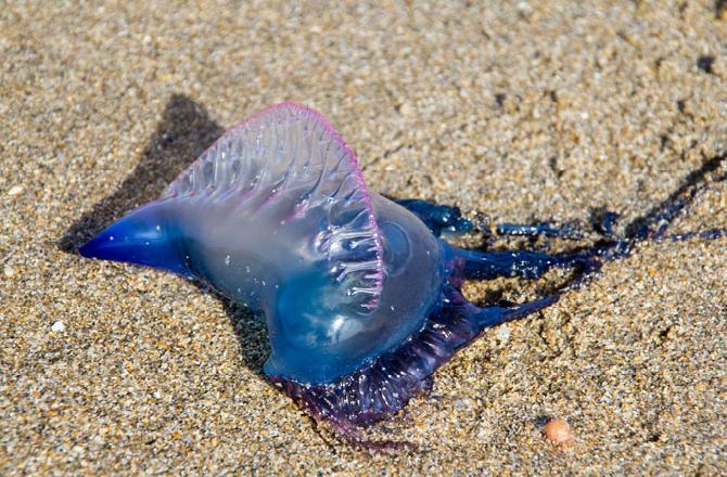 Over 150 attacked at Mumbai Beaches by Blue Bottle Jellyfish